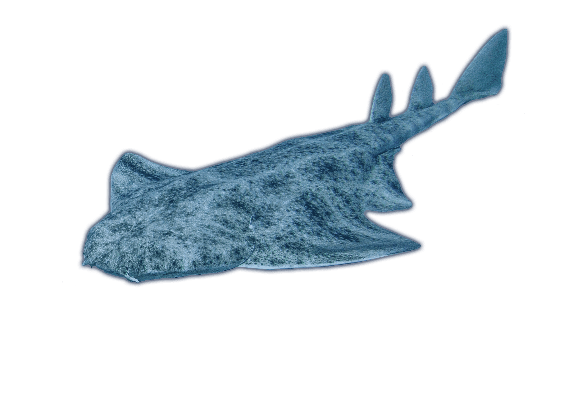 Angelshark - Ocean Animals