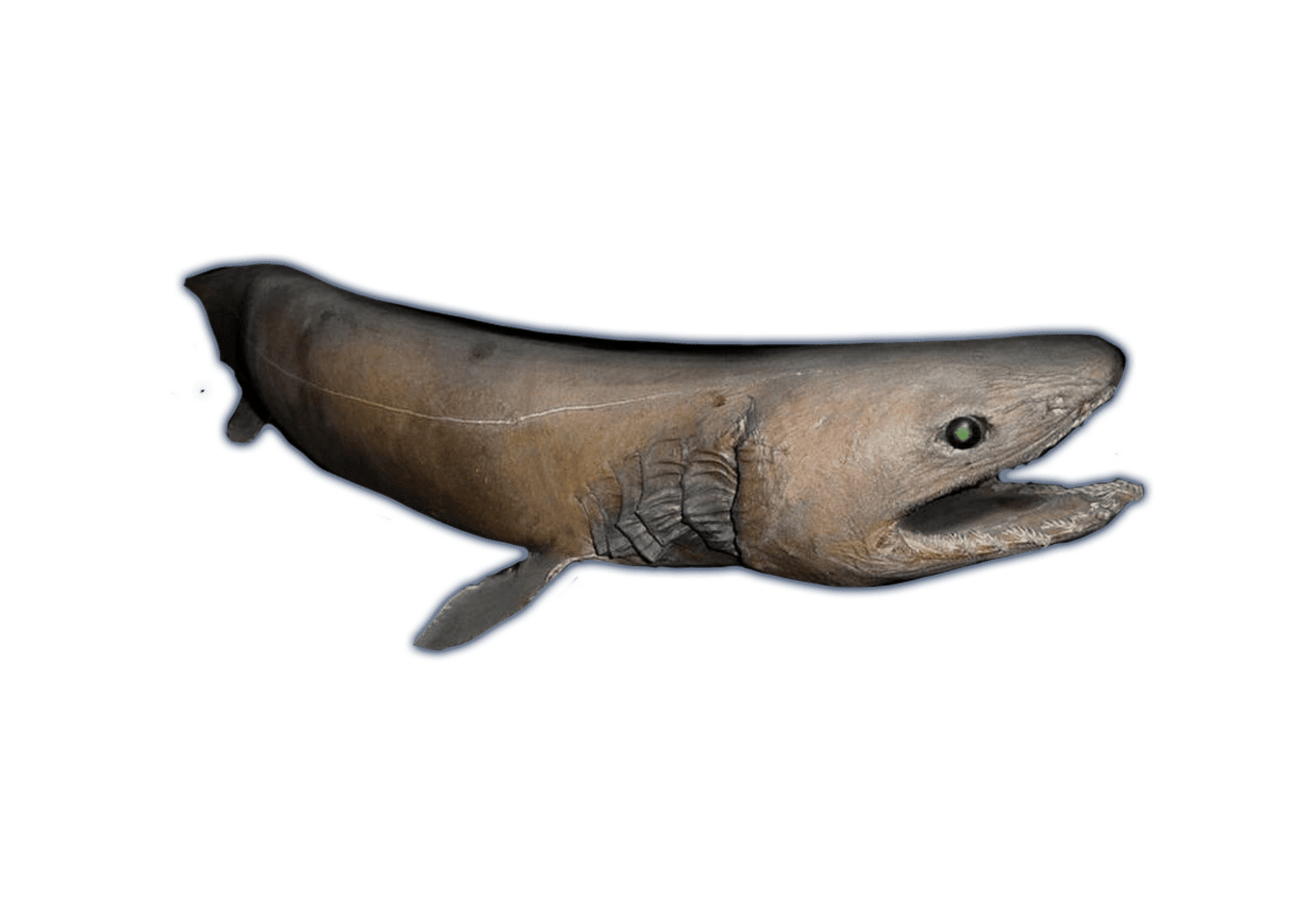 Cow & Frilled Sharks - Ocean Animals