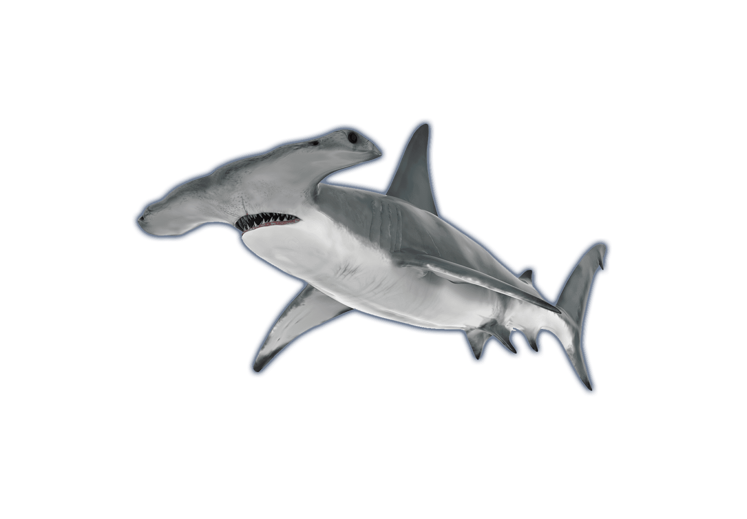 Ground Sharks - Ocean Animals