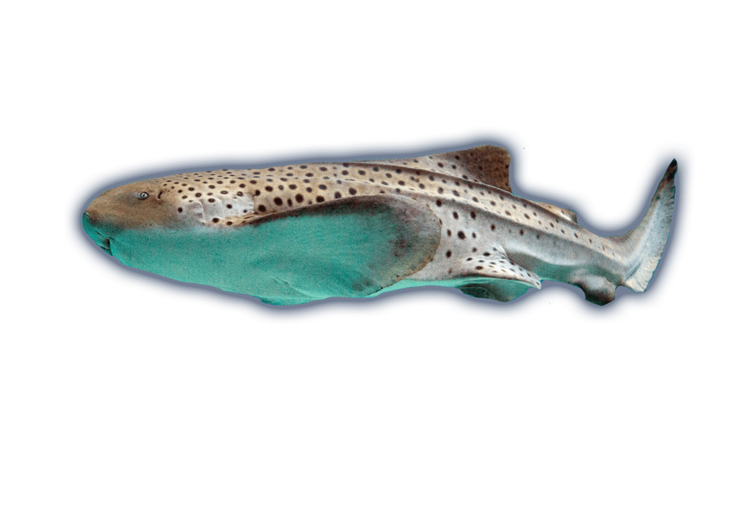 Carpet Sharks - Ocean Animals