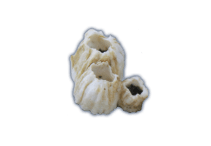 Barnacles - Ocean Animals