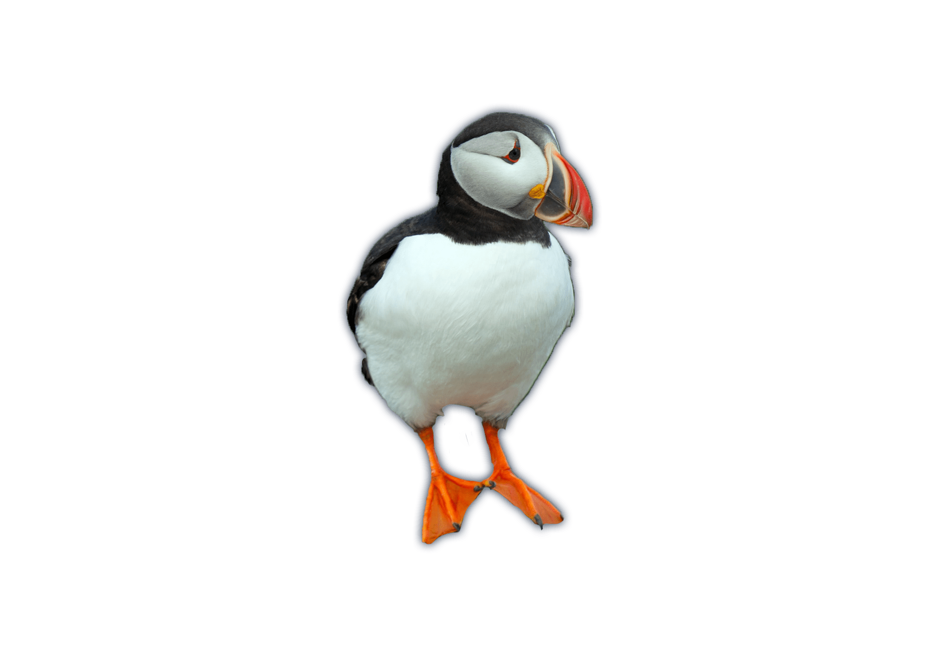 Pelagic Seabirds - Ocean Animals