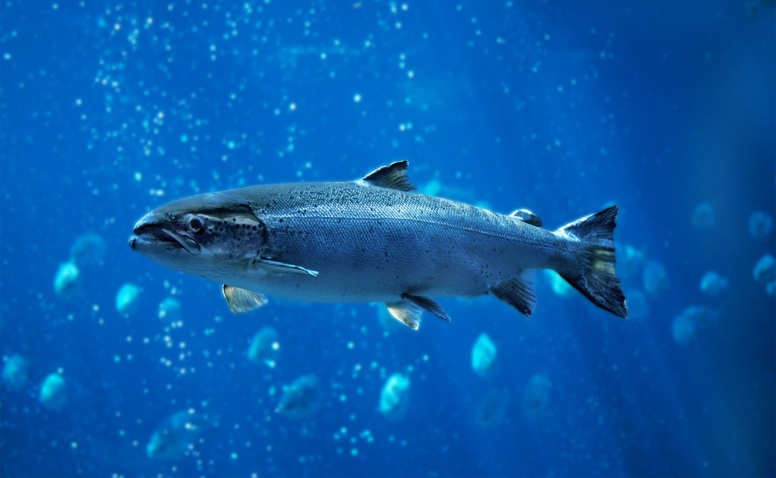 Salmon & Trout - Ocean Animals