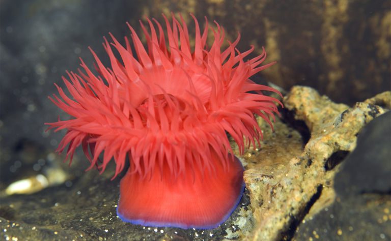 Sponges & Anemones - Ocean Animals