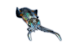 Squid - Ocean Animals