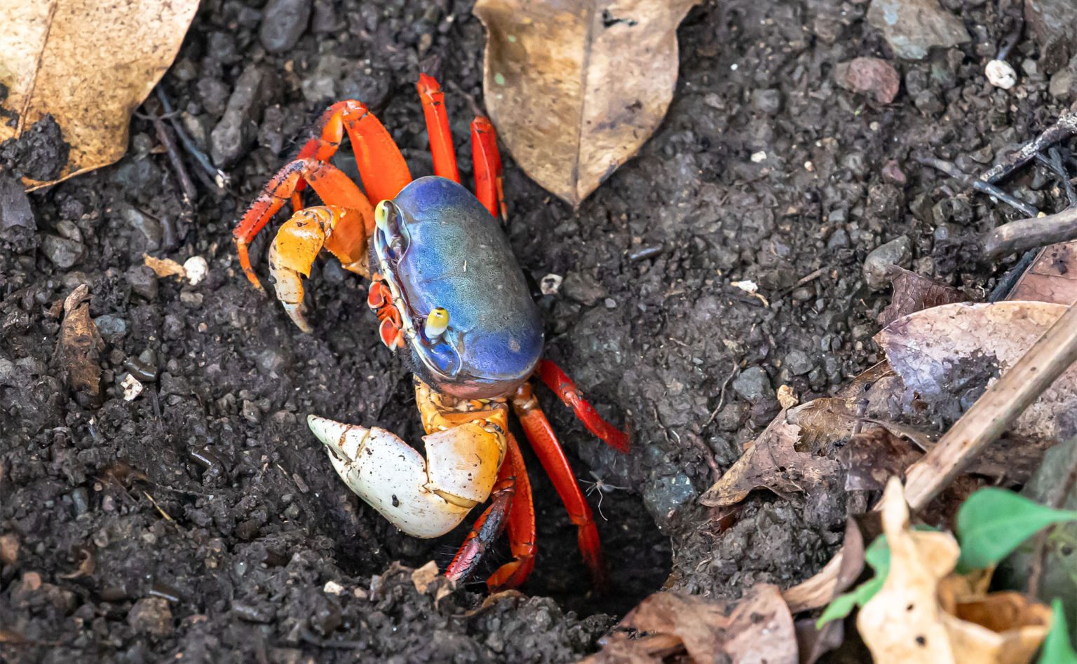Crab - Ocean Animals