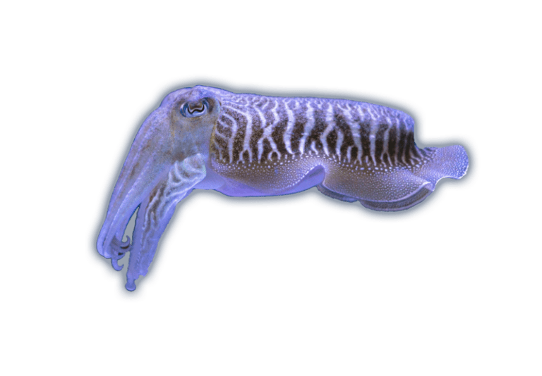 Cuttlefish - Ocean Animals