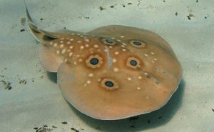 Electric Rays - Ocean Animals