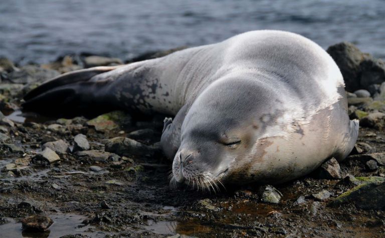 Earless Seals - Ocean Animals