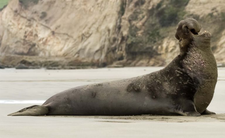 Earless Seals - Ocean Animals