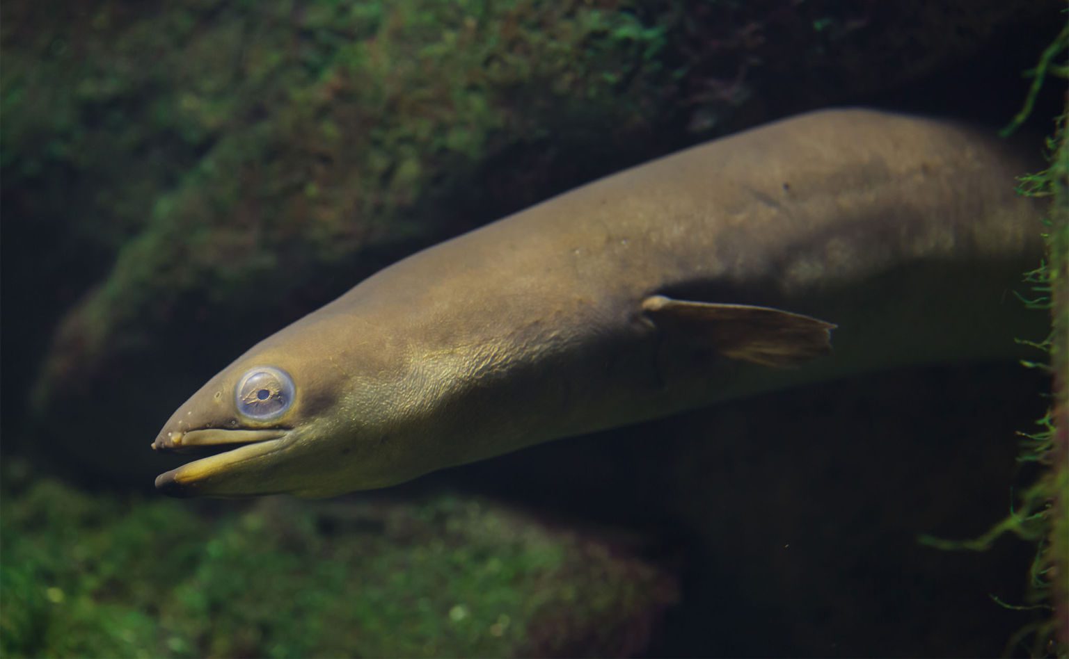 Eel - Ocean Animals