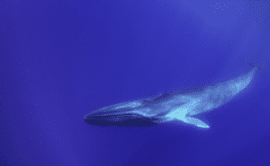 Baleen Whales - Ocean Animals