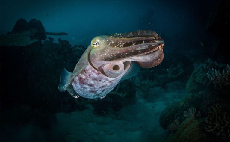 Giant Cuttlefish - Ocean Animals