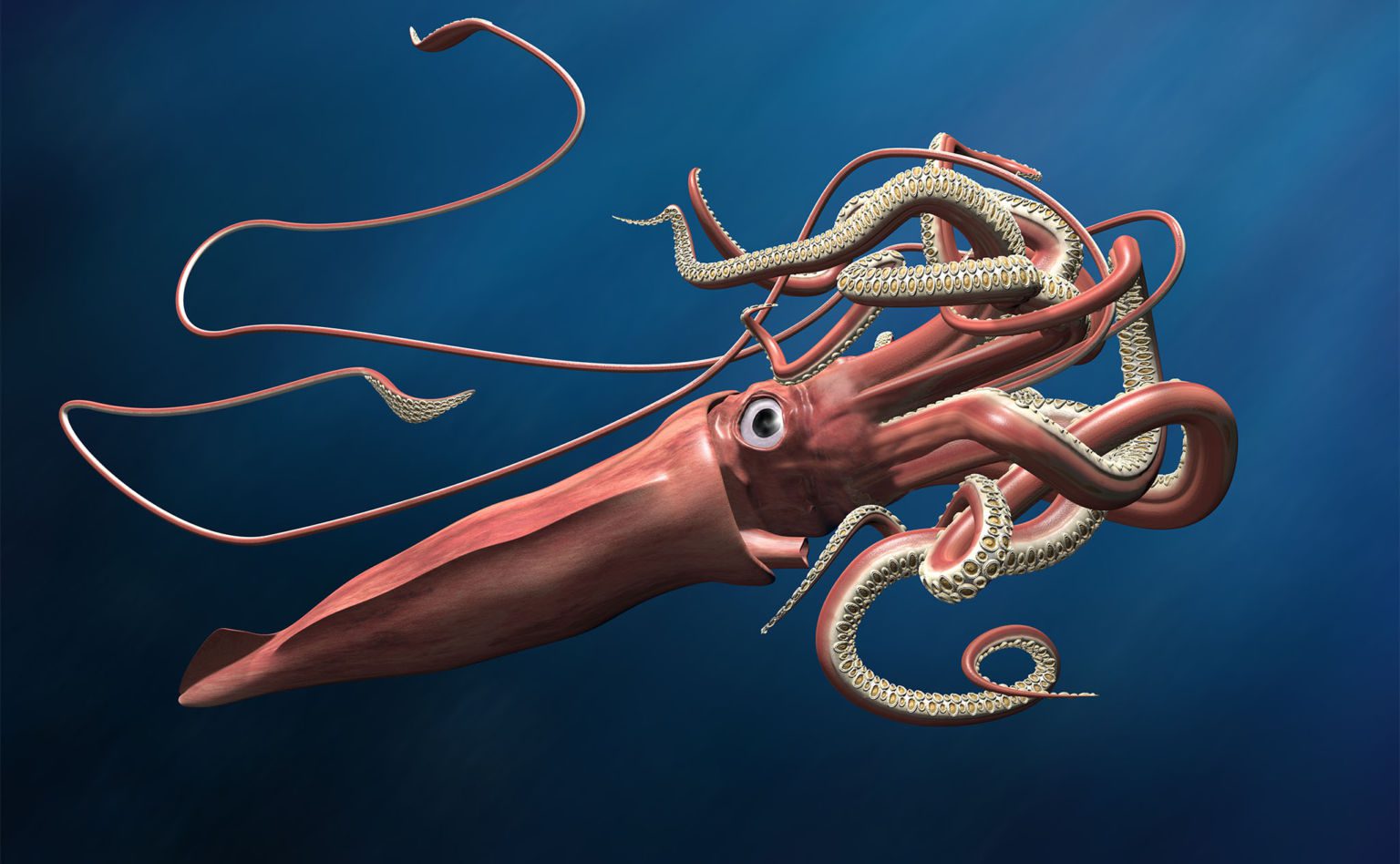 Squid - Ocean Animals