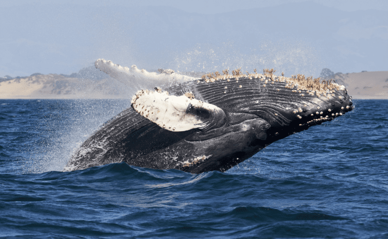 Baleen Whales - Ocean Animals