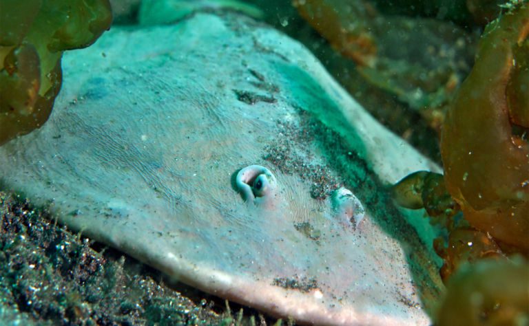 Electric Rays - Ocean Animals