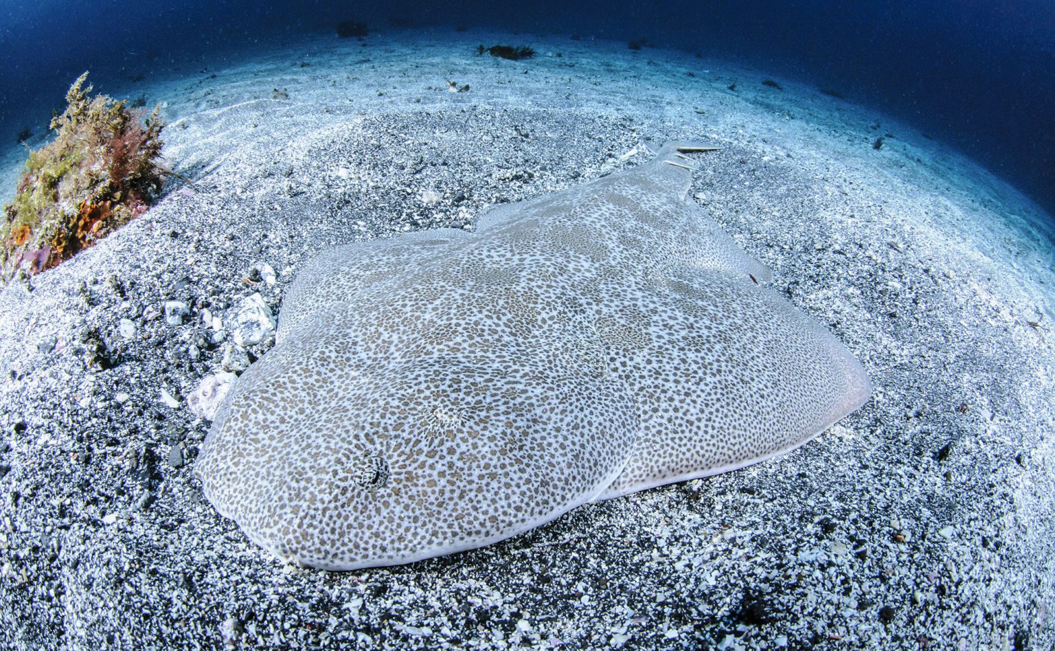 Angelsharks - Ocean Animals