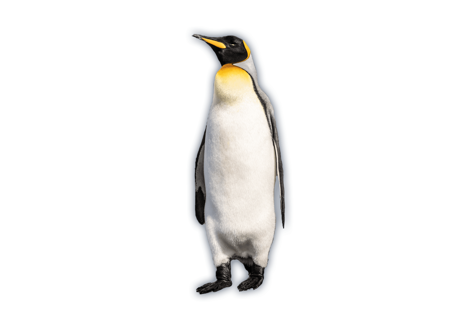 Penguins - Ocean Animals