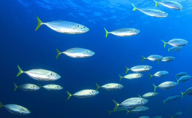 Mackerel & Tuna - Ocean Animals