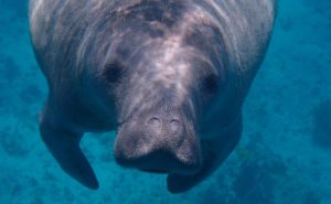 Sirenians - Ocean Animals
