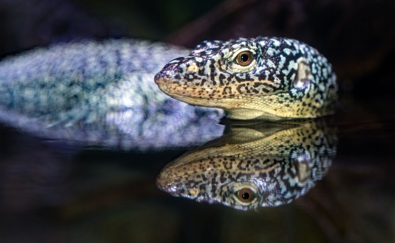 Mangrove Monitor - Ocean Animals