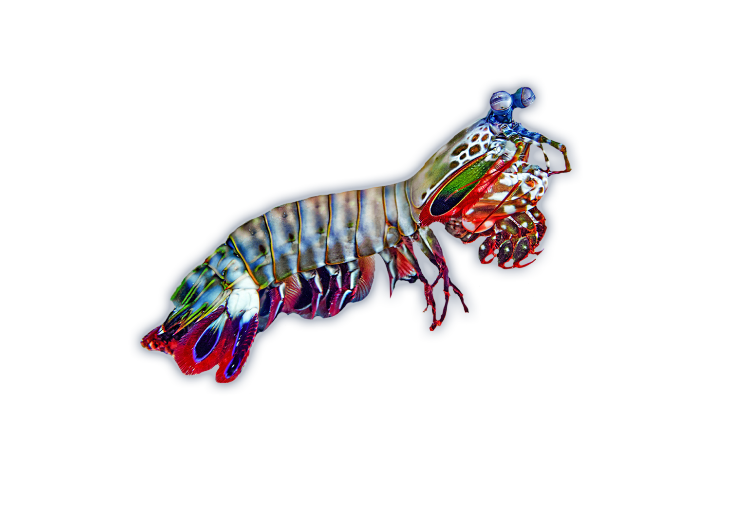 Shrimp & Krill - Ocean Animals