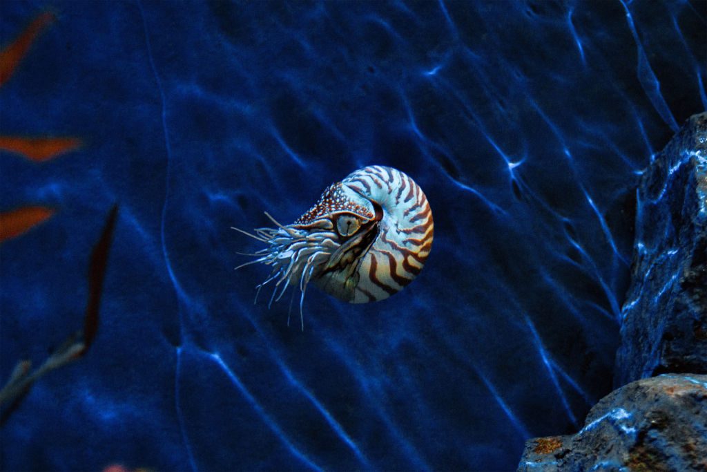 Nautilus - Ocean Animals