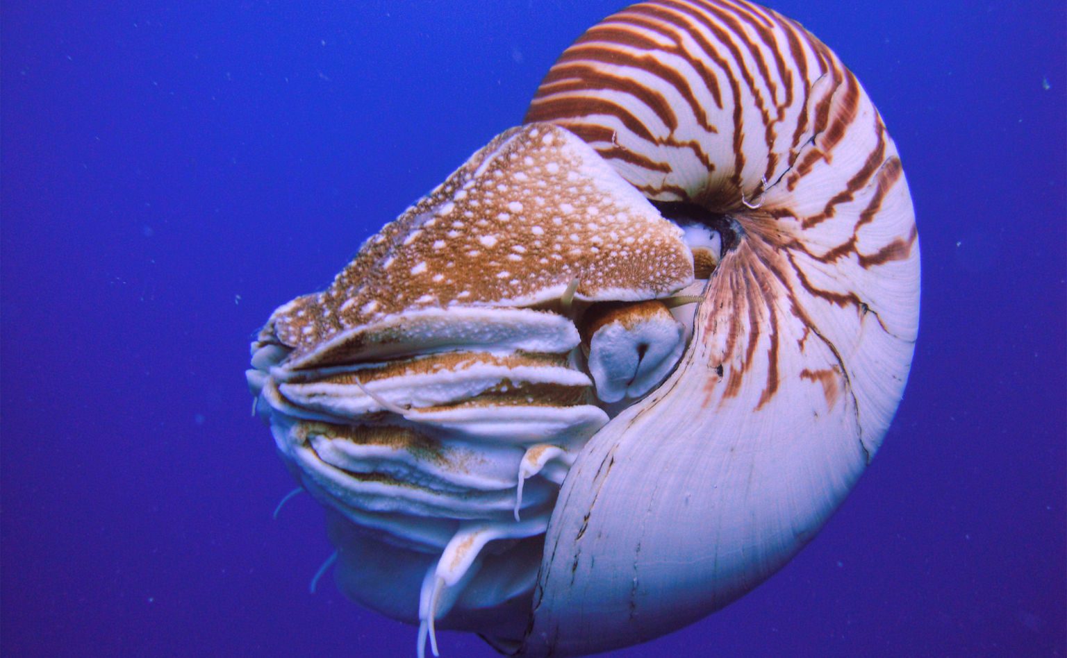 Nautilus - Ocean Animals