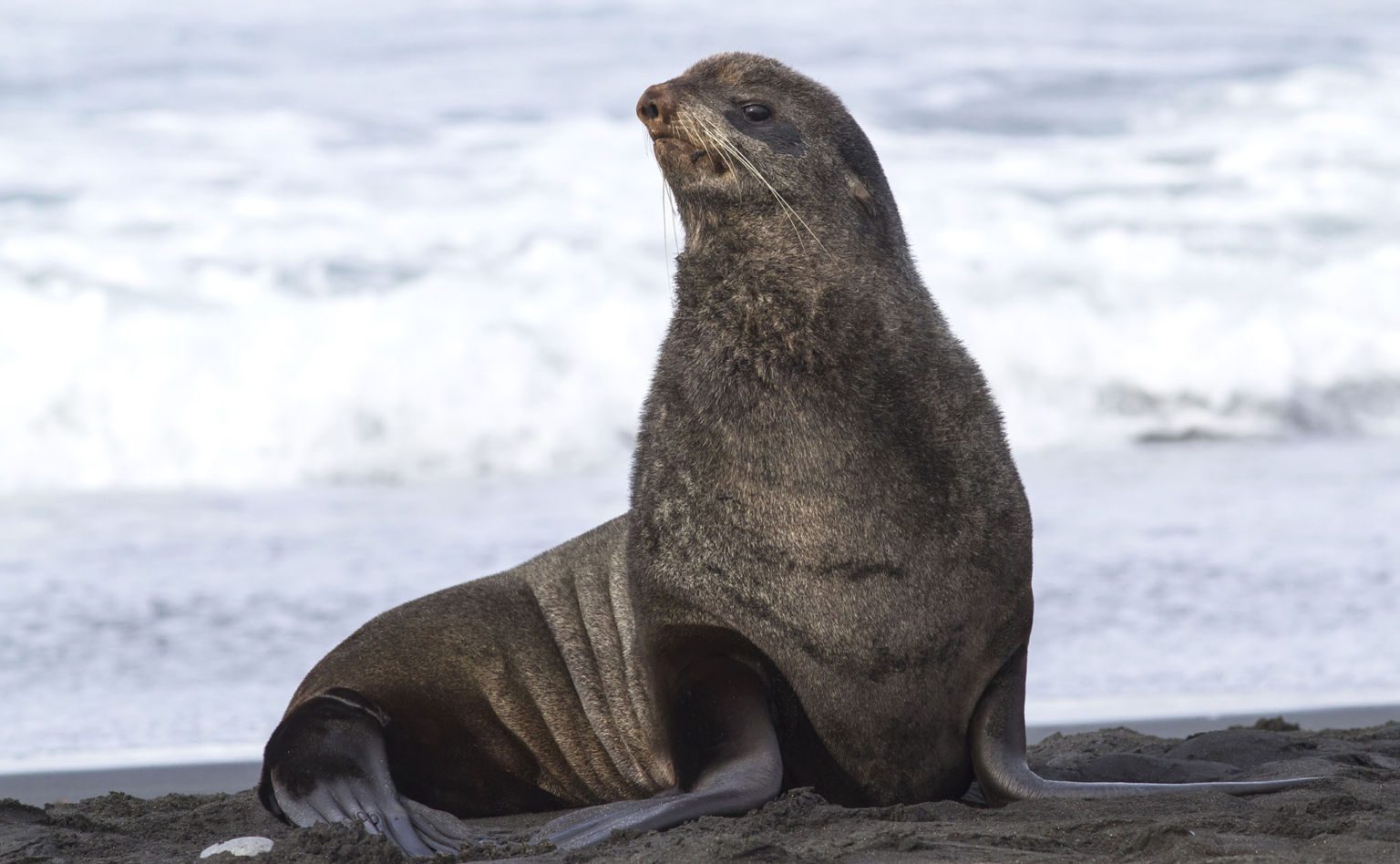Eared Seals - Ocean Animals