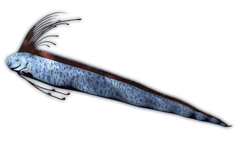 Oarfish - Ocean Animals