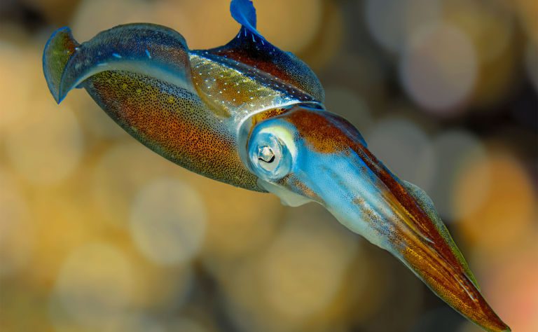 Squid - Ocean Animals