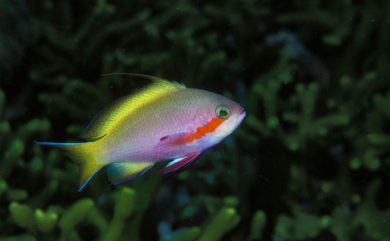 Anthias - Ocean Animals