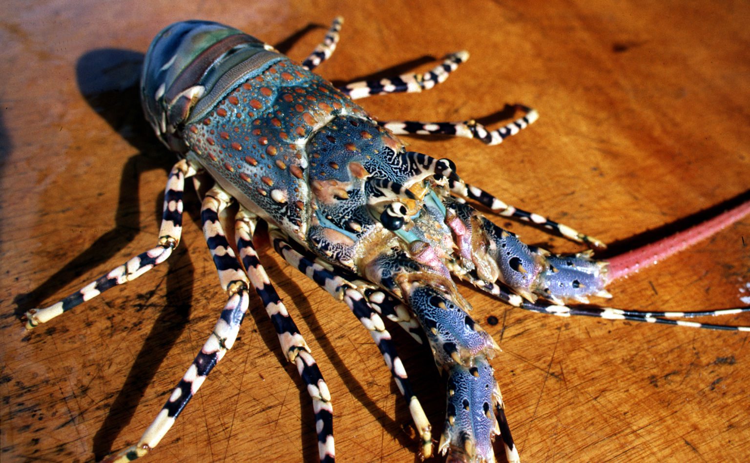 Lobster - Ocean Animals
