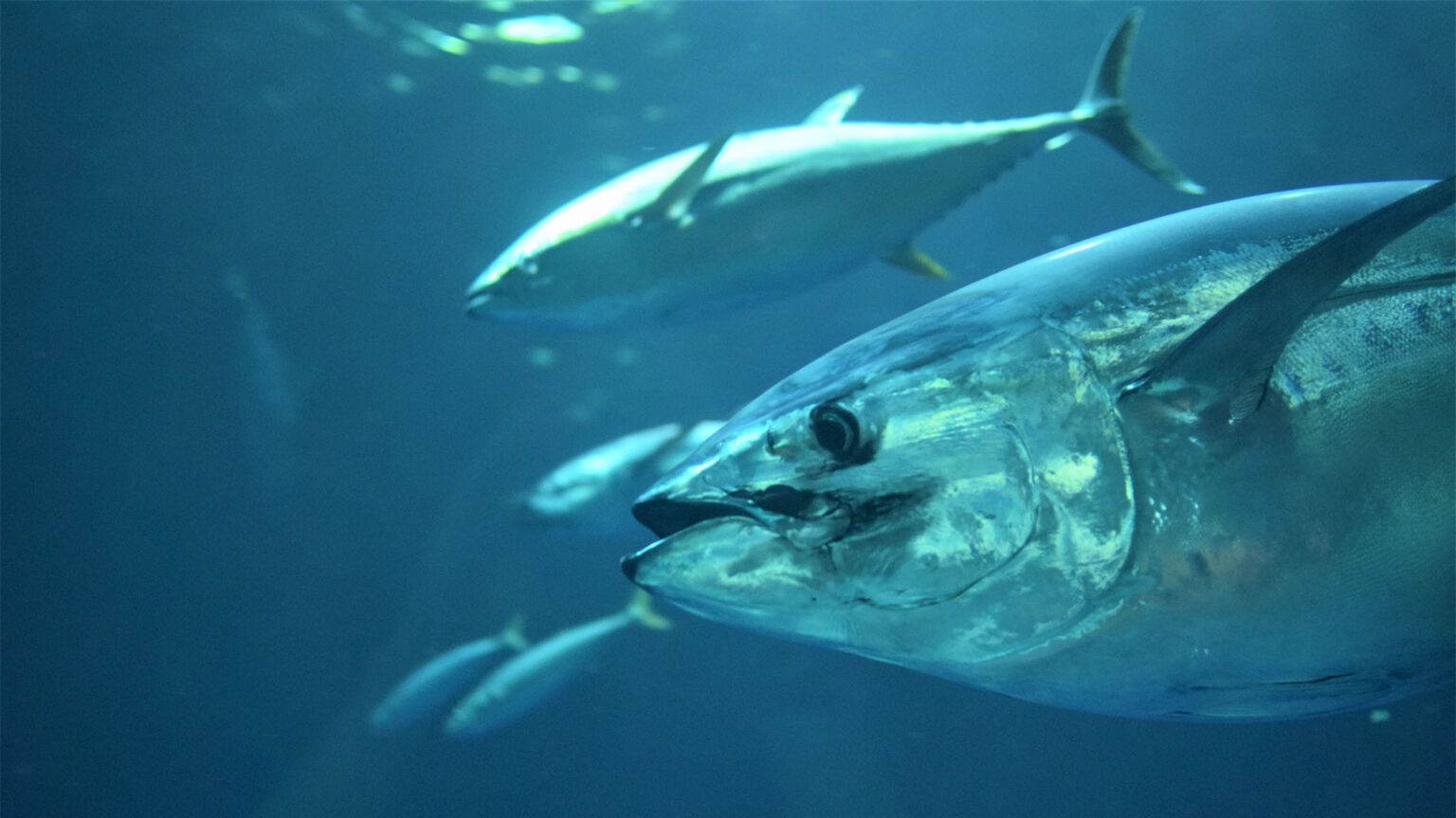 Tuna - Ocean Animals