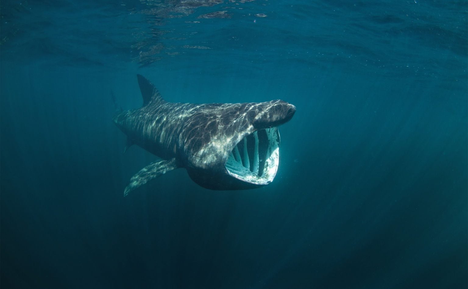 Mackerel Sharks - Ocean Animals