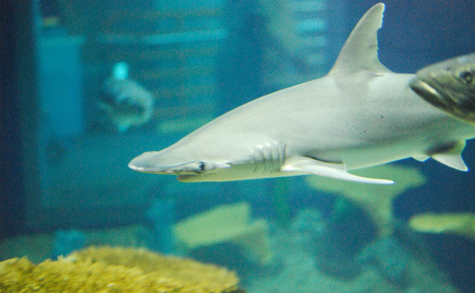 Bonnethead Shark - Ocean Animals