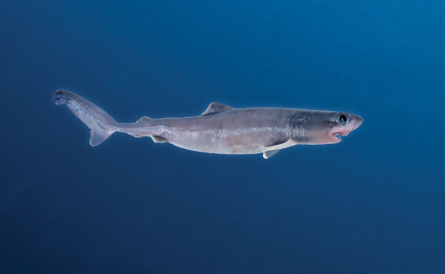Mackerel Sharks - Ocean Animals