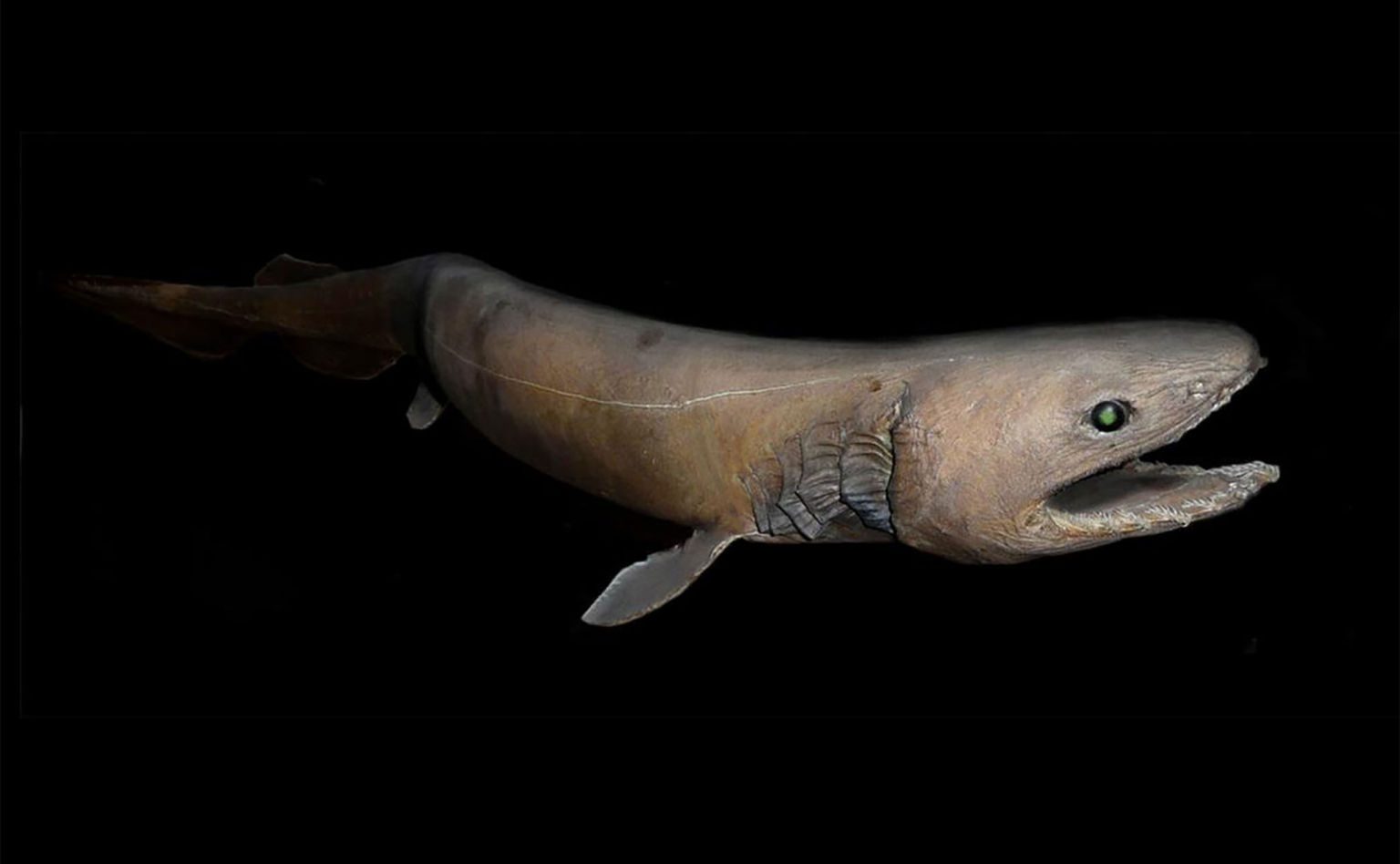 Frilled Shark - Ocean Animals