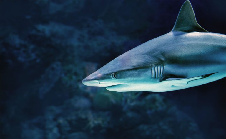 Requiem Sharks - Ocean Animals