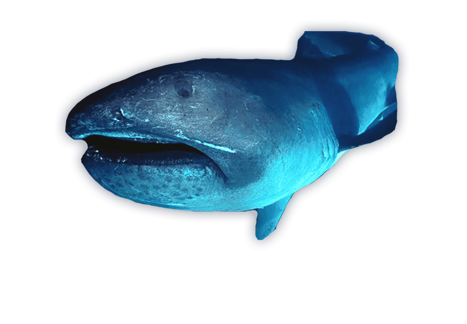 Megamouth Shark - Ocean Animals