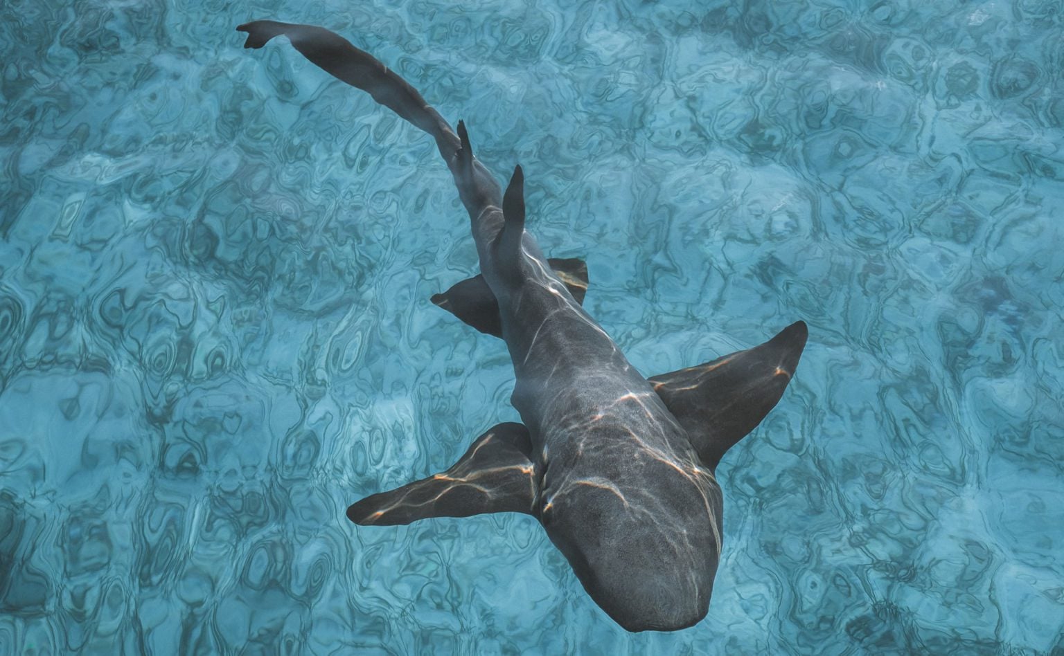 Carpet Sharks - Ocean Animals