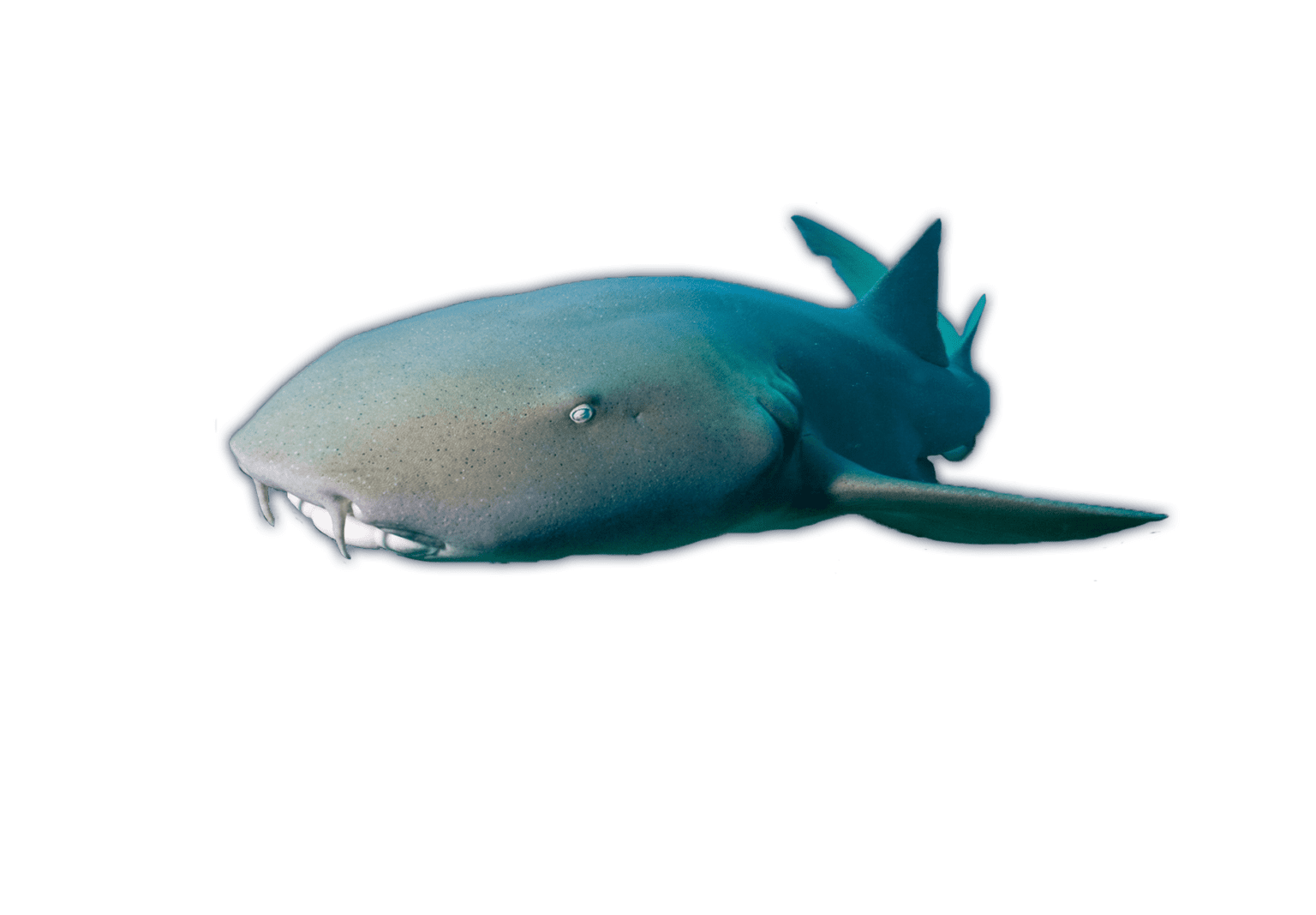 Nurse Shark - Ocean Animals