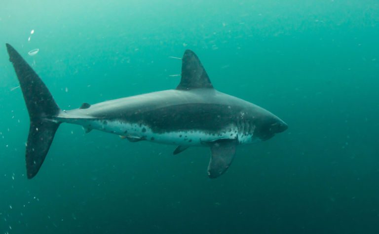 Mackerel Sharks - Ocean Animals