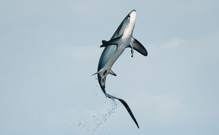 Thresher Shark - Ocean Animals
