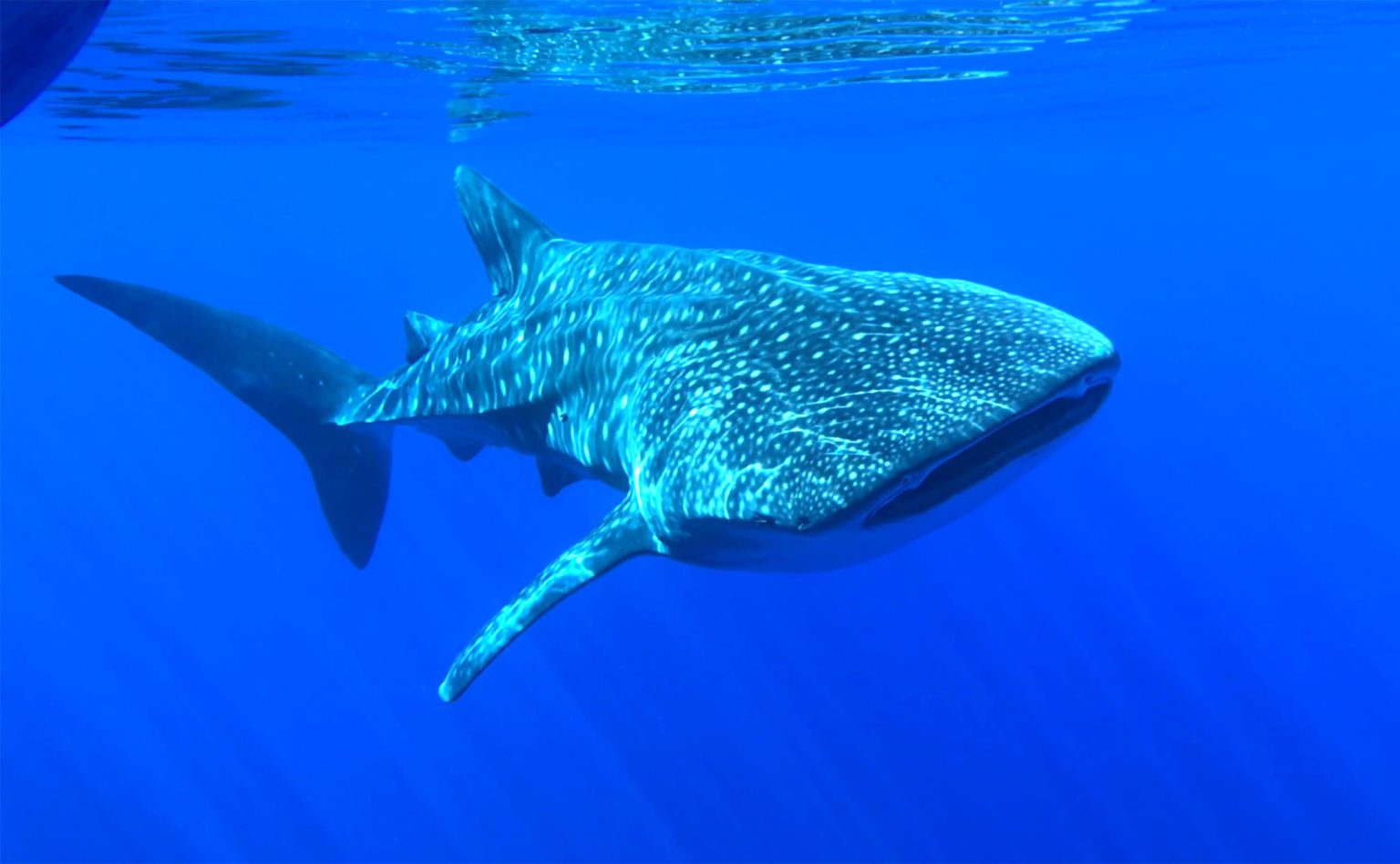 Carpet Sharks - Ocean Animals