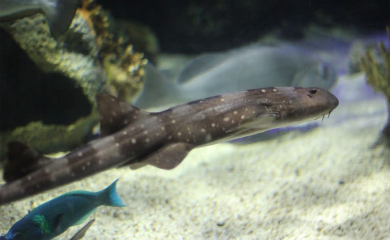 Whitespotted Bamboo Shark - Ocean Animals