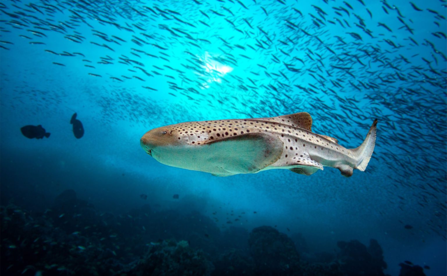 Carpet Sharks - Ocean Animals