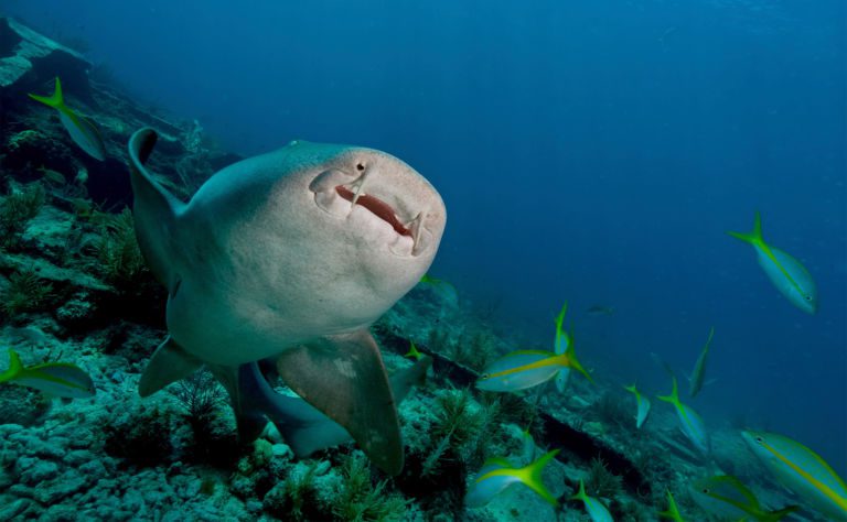 Nurse Shark - Ocean Animals