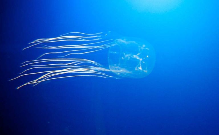 Box Jellyfish - Ocean Animals