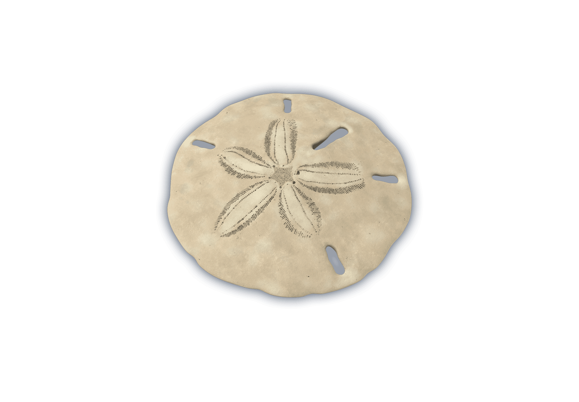 Sand Dollar - Ocean Animals